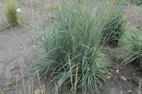 Indian Grass | MSD